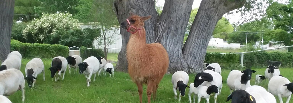 American Dorper Sheep Breeders' Society