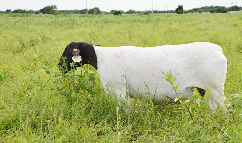 Breed Standards – American Dorper Sheep Breeders' Society