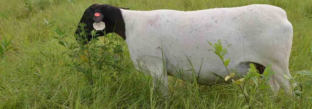 Breed Standards – American Dorper Sheep Breeders' Society