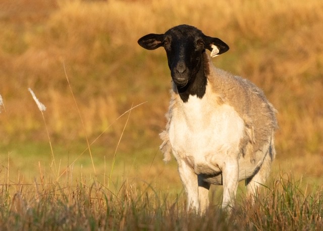 Junior Information & Events – American Dorper Sheep Breeders' Society