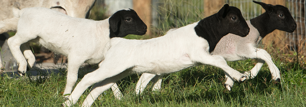 Futurity Program – American Dorper Sheep Breeders' Society