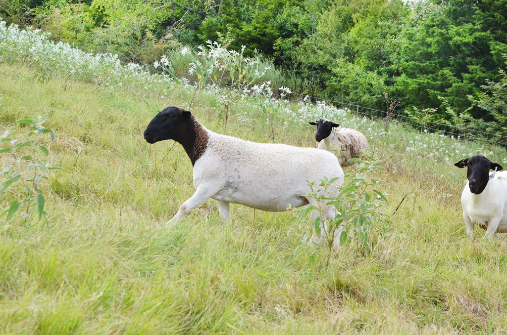 Futurity Program – American Dorper Sheep Breeders' Society