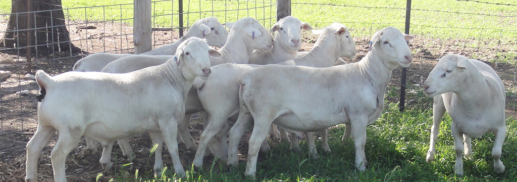 Dorper Report – American Dorper Sheep Breeders' Society