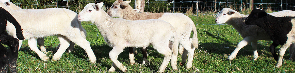 Online Registration – American Dorper Sheep Breeders' Society
