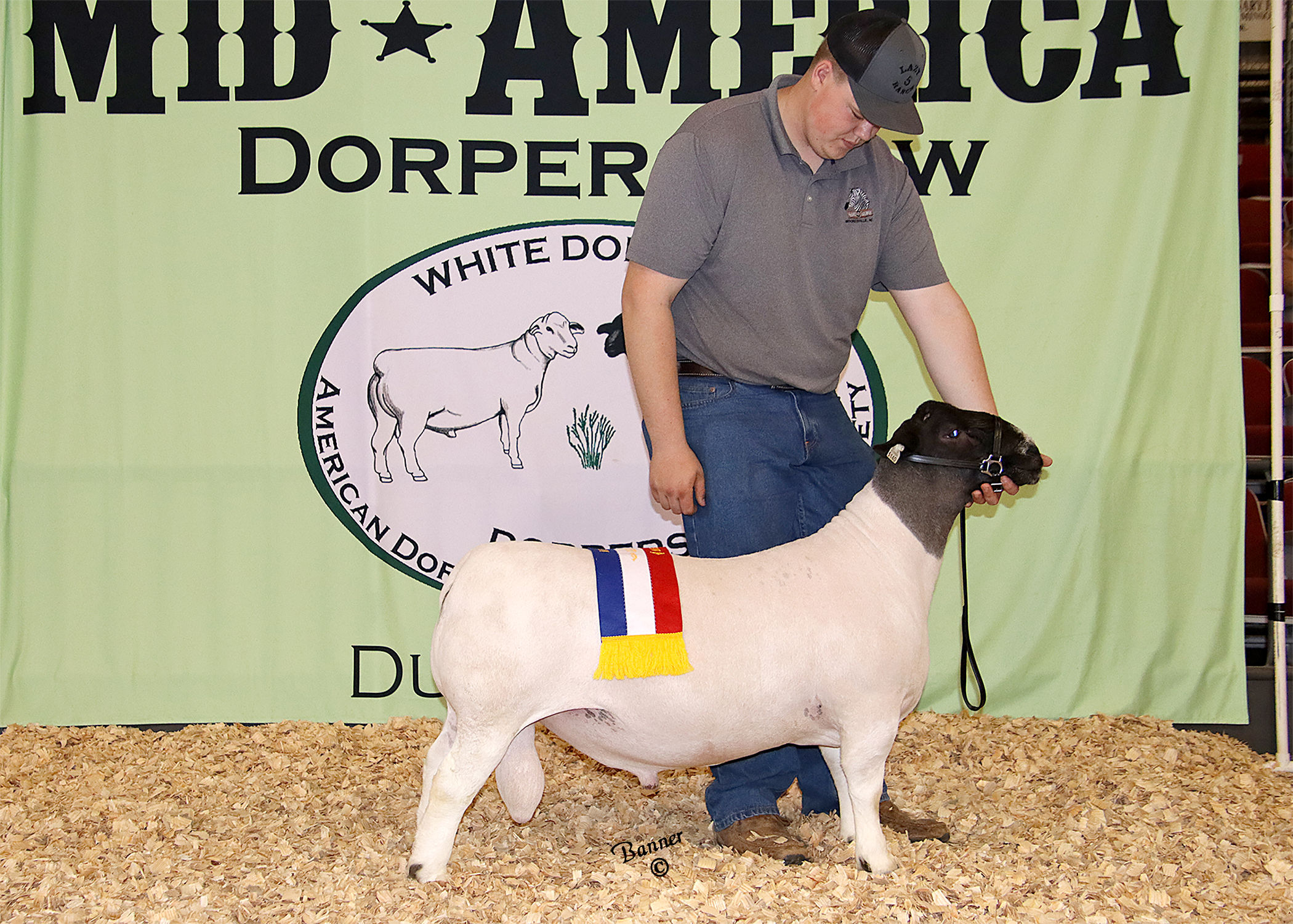 Mid-America Dorper/White Dorper Show & Sale – American Dorper Sheep ...