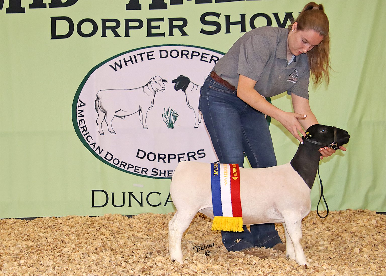 188782-Jr Res Ch Ewe – American Dorper Sheep Breeders' Society