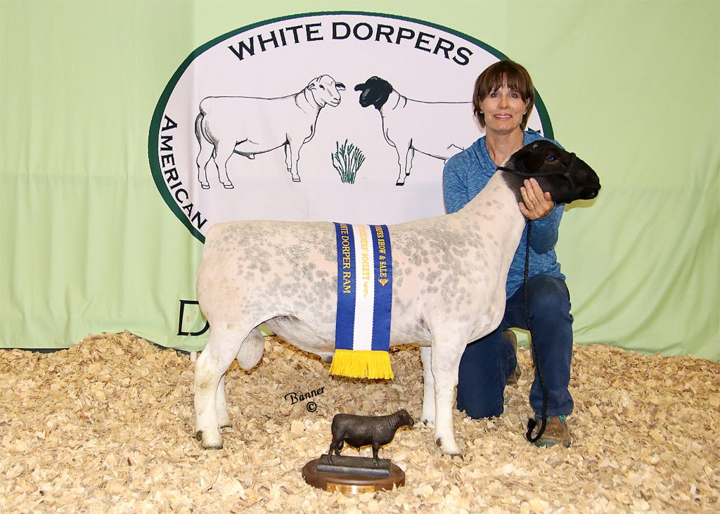 National Dorper and White Dorper Show & Sale – American Dorper Sheep ...