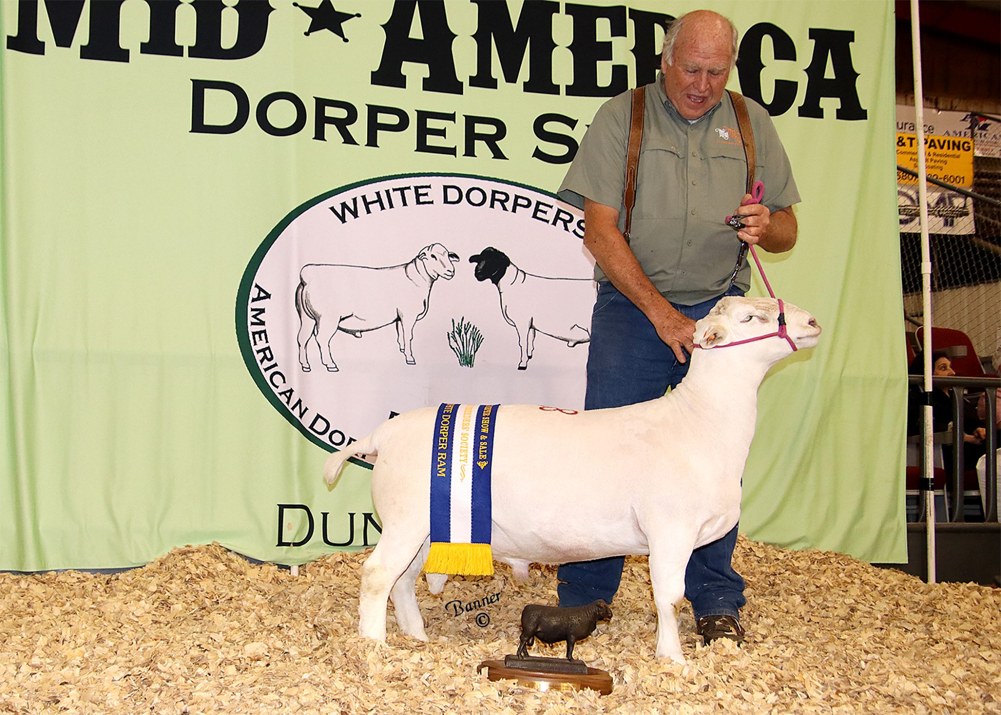 National Dorper and White Dorper Show & Sale – American Dorper Sheep ...