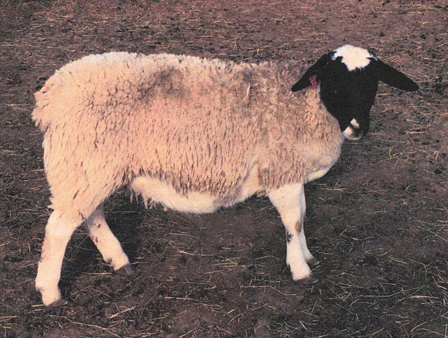 Sheep for Sale – American Dorper Sheep Breeders' Society